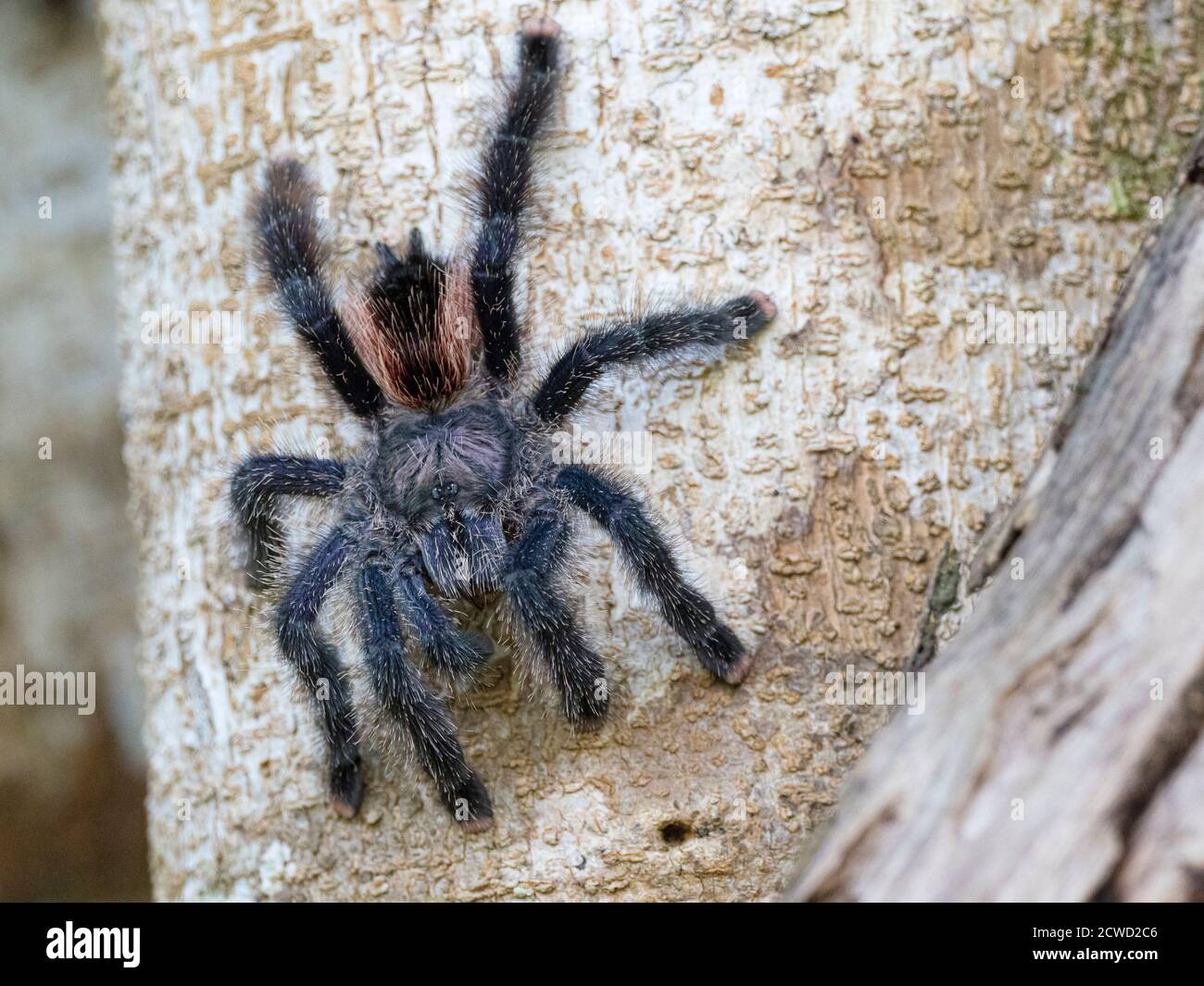 An adult Peruvian pinktoe tarantula, Avicularia juruensis, on Iricahua ...