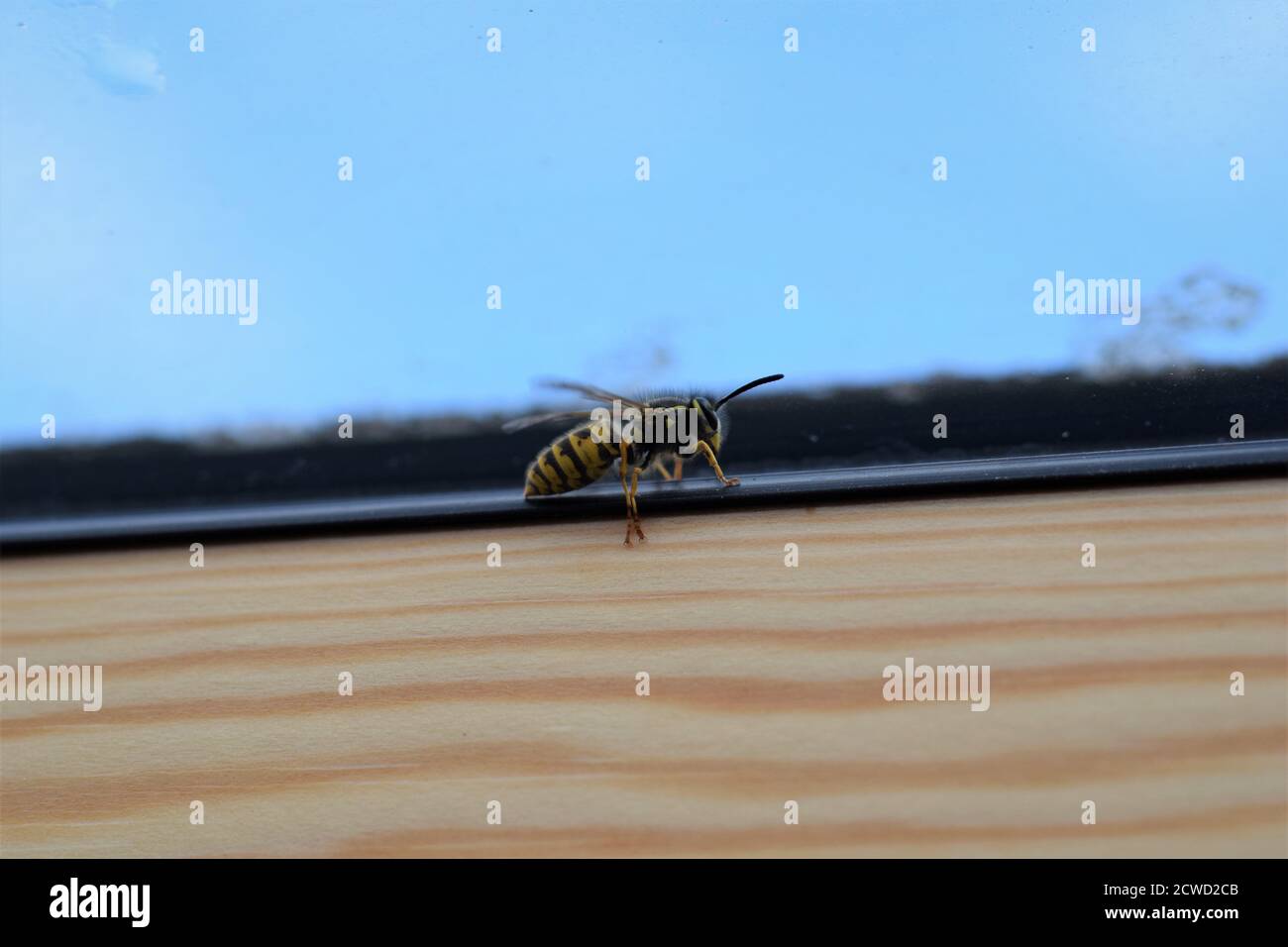 Wasp on the inside of a window frame Stock Photo - Alamy