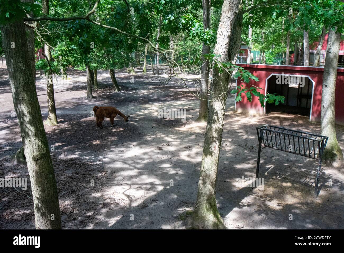 A Large Llama Grazing in an Enclosure in a Zoo Stock Photo - Alamy