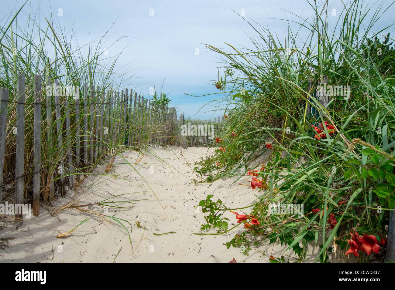 A Sandy Path At the Beach With an Old Wooden Fence and Overgrown Plants ...