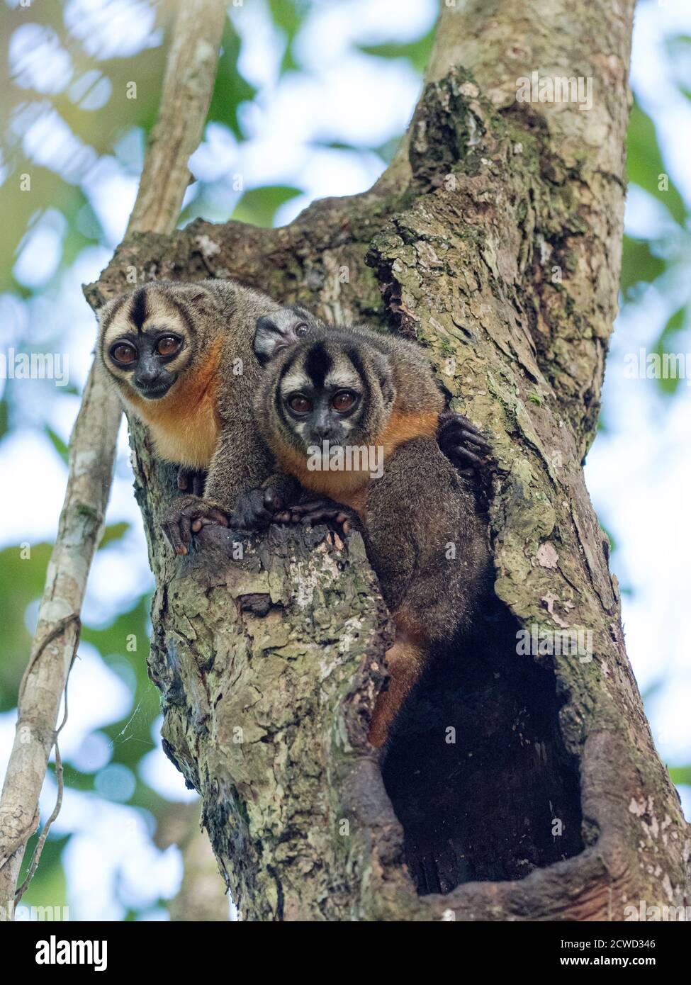 Nauta caño hi-res stock photography and images - Alamy