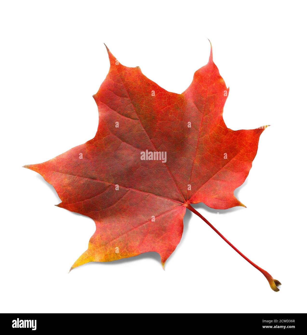 Autumn maple leaf isolated on white background with shadows, clipping ...