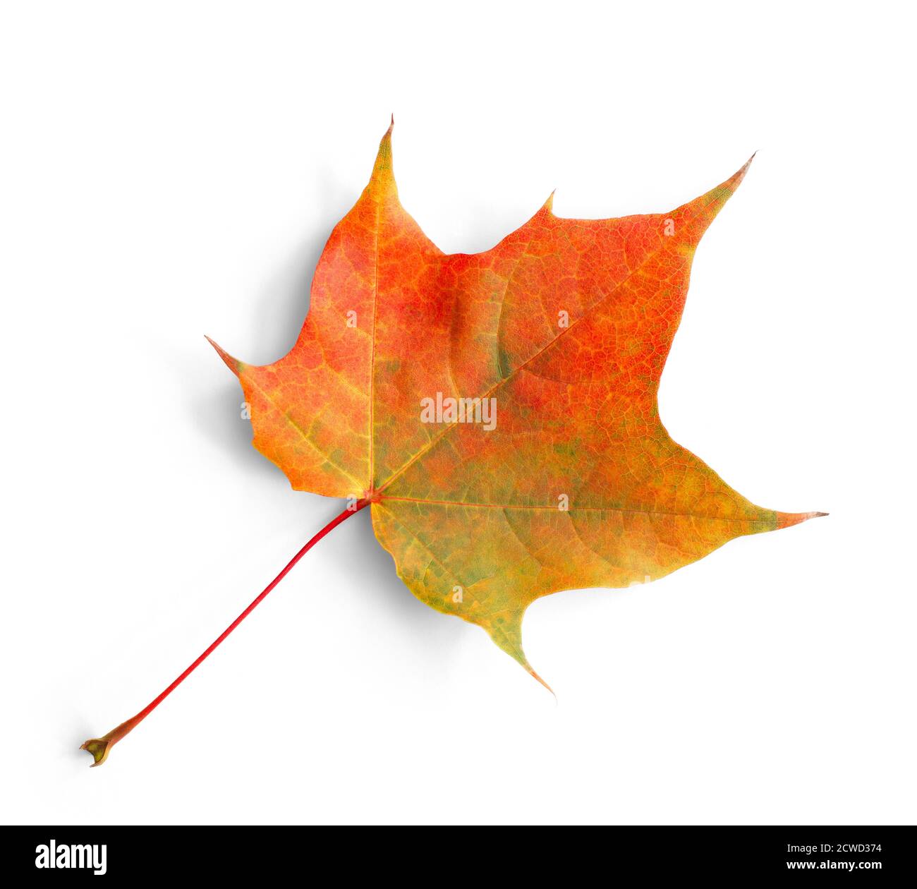 Autumn maple leaf isolated on white background with shadows, clipping ...