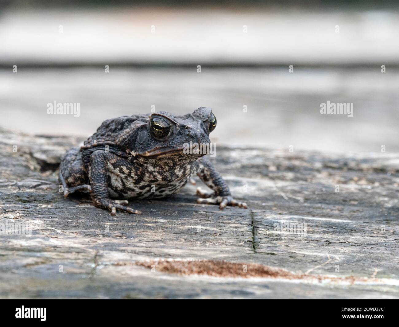 An adult cane toad, Bufo marinus, on the Pacaya River, Pacaya Samiria ...
