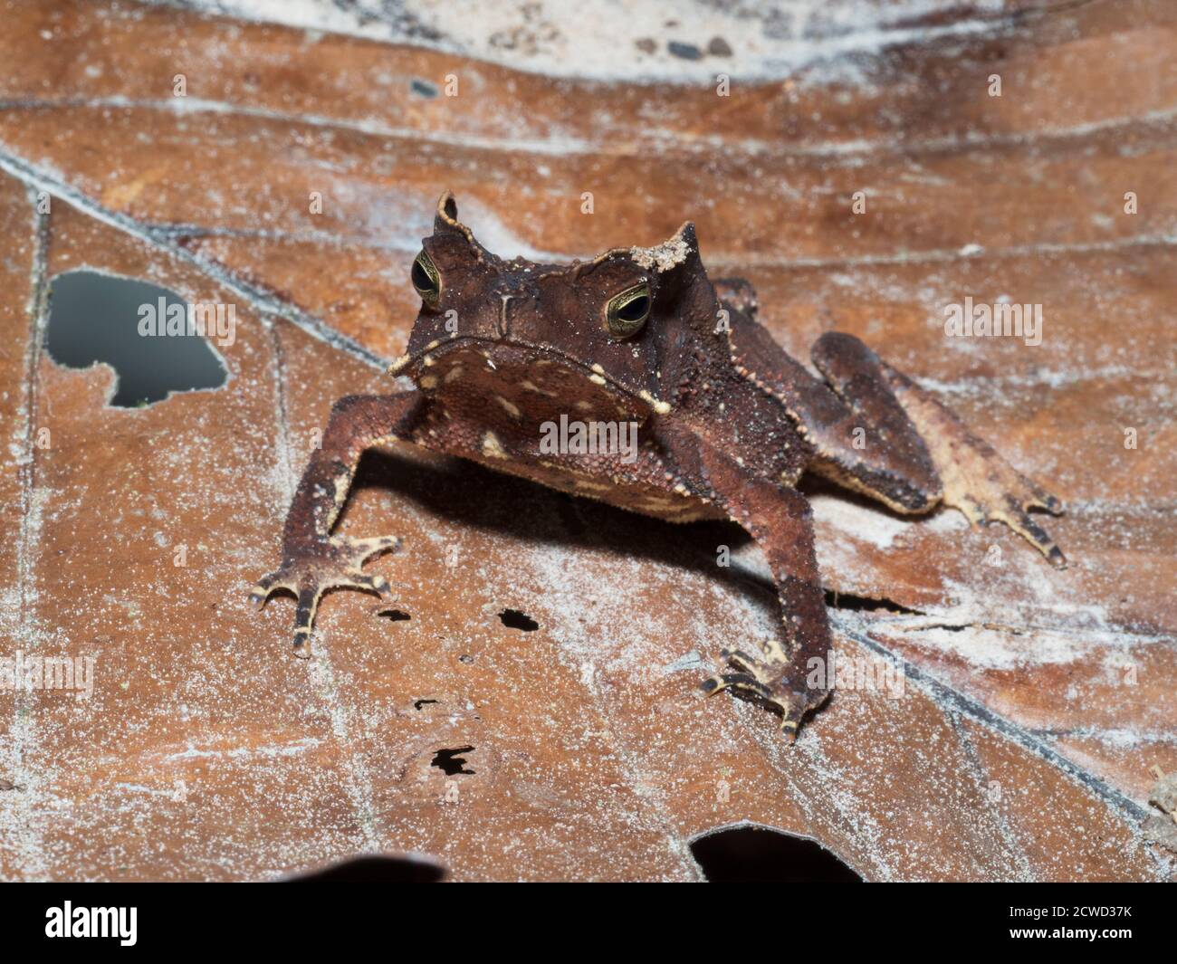 An adult crested forest toad, Bufo margaritafer, on the Marañon River ...
