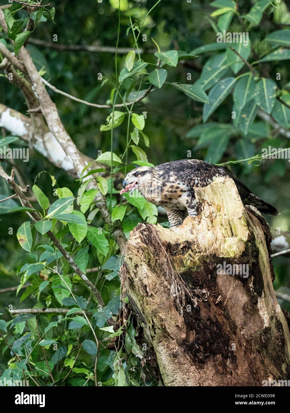 A juvenile great black hawk, Buteogallus urubitinga, feeding on prey ...