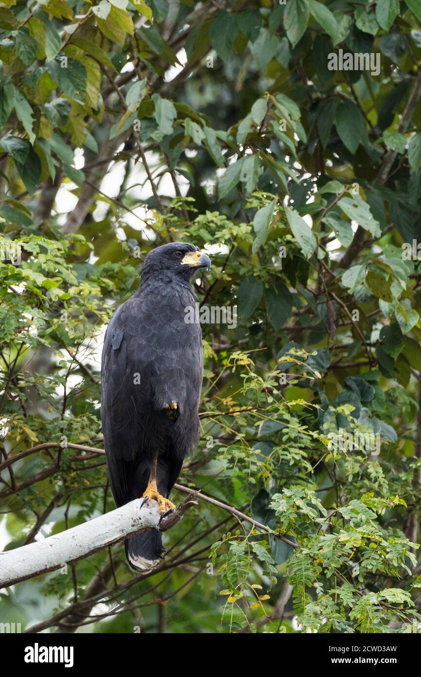 An adult great black hawk, Buteogallus urubitinga, perched along the ...
