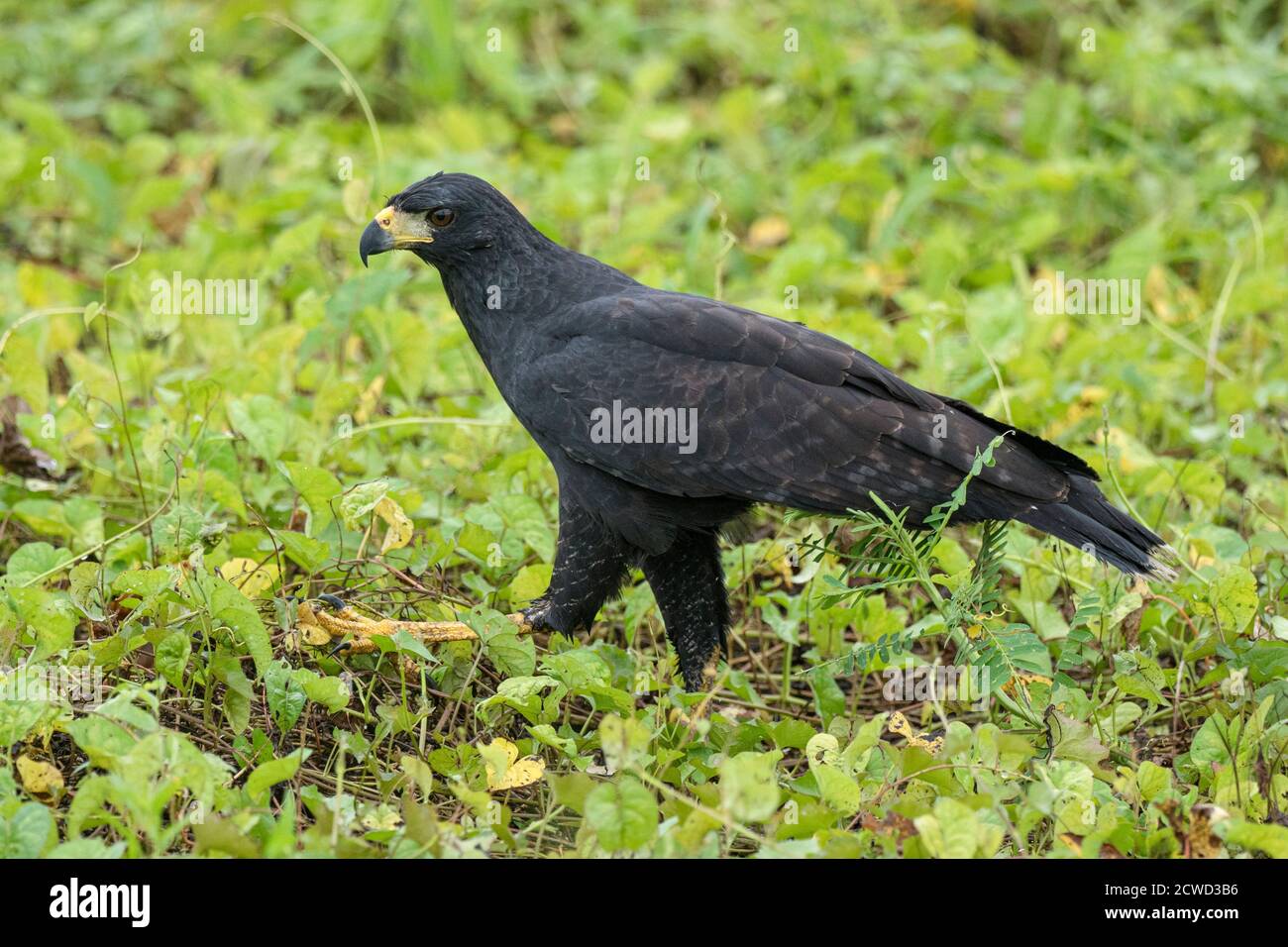 An adult great black hawk, Buteogallus urubitinga, hunting along the ...