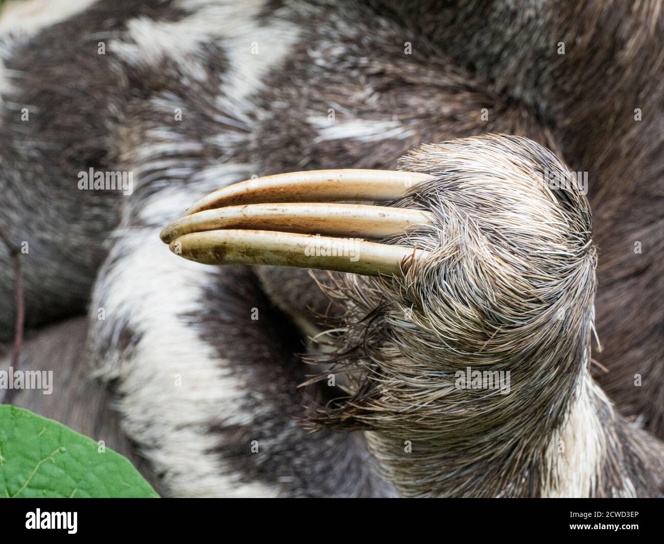 Close up of sloth toes hi-res stock photography and images - Alamy