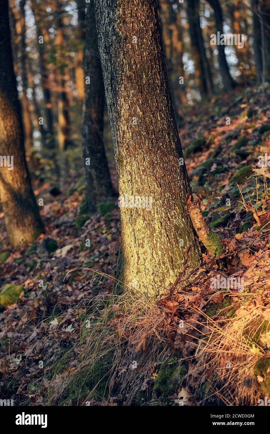 Tree Trunk in autumn Stock Photo - Alamy