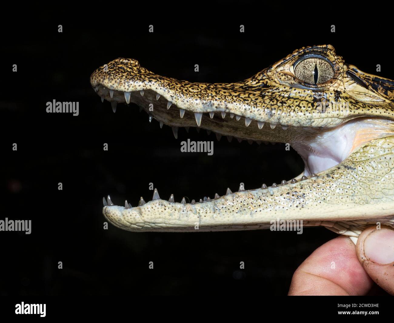 Baby caiman hi-res stock photography and images - Alamy