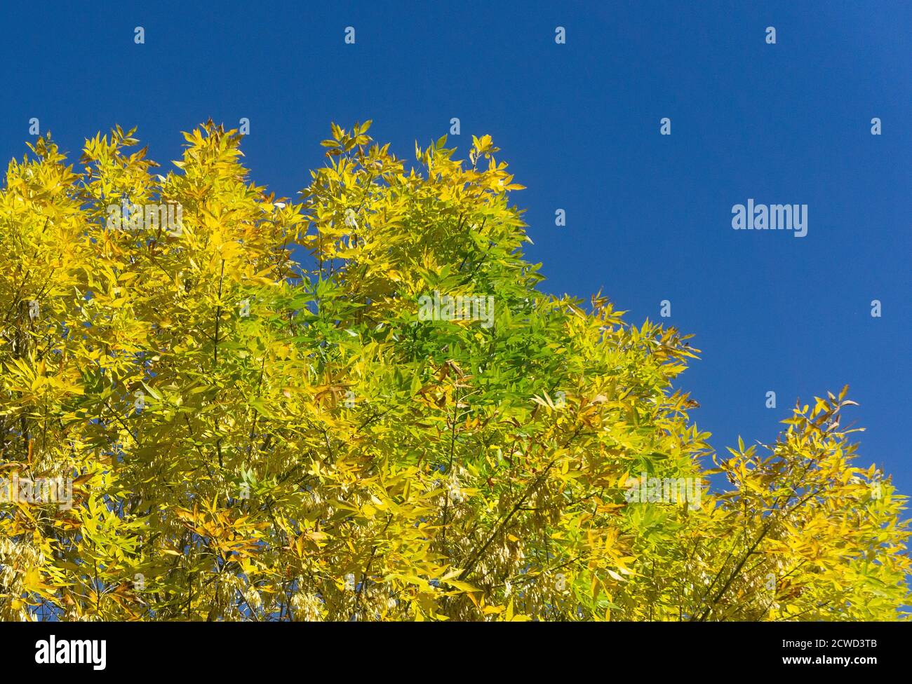 Autumn leaves Calgary Alberta Stock Photo - Alamy