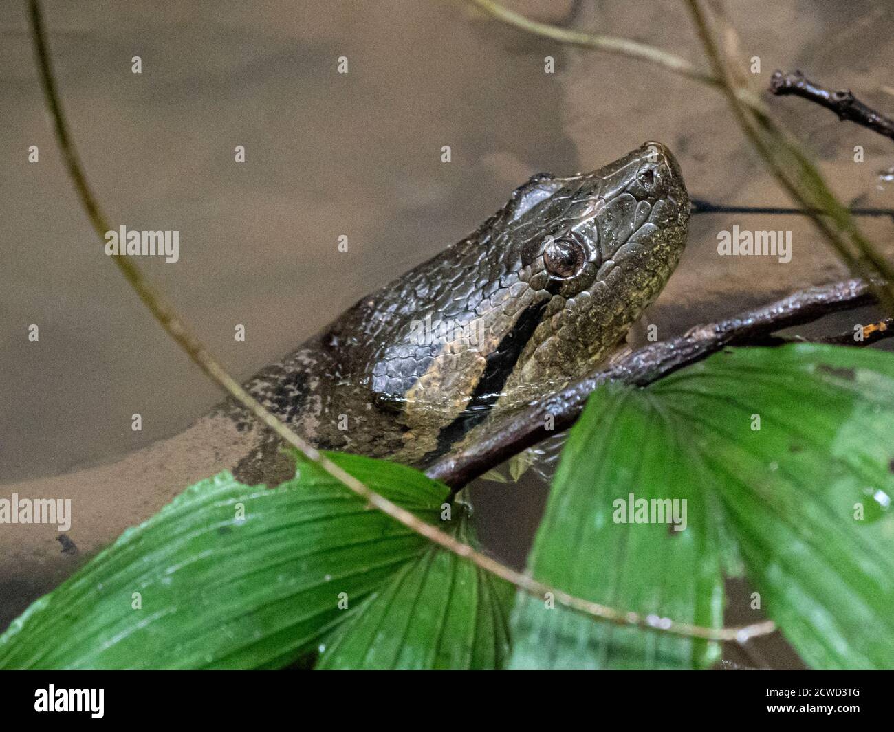 Green anaconda eunectes murinus hi-res stock photography and images - Alamy