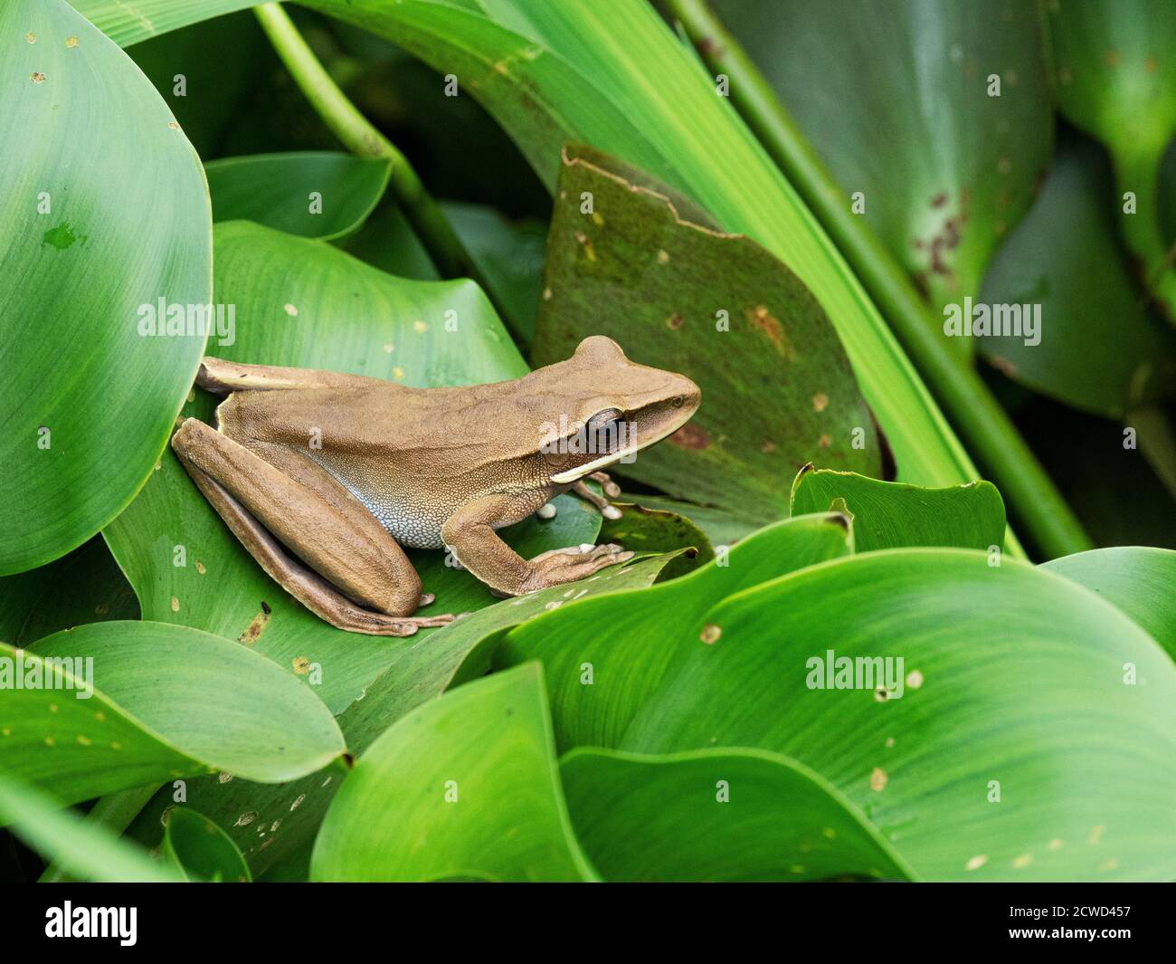 An adult rocket tree frog, Hyla lanciformis, on the Pacaya River ...