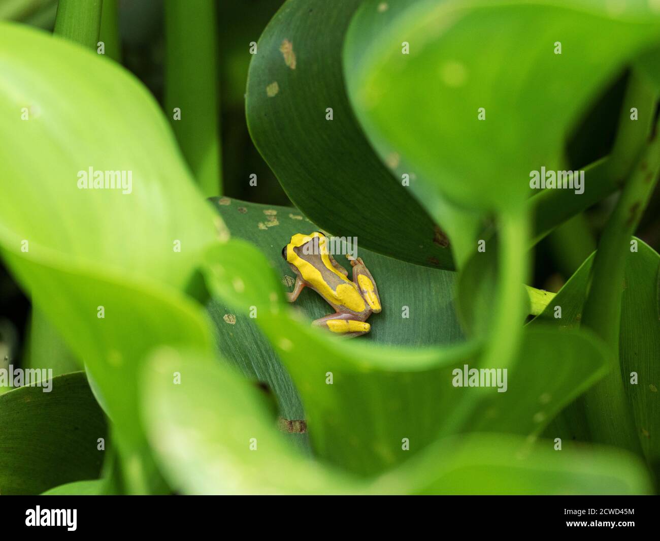 Clown treefrog hi-res stock photography and images - Alamy