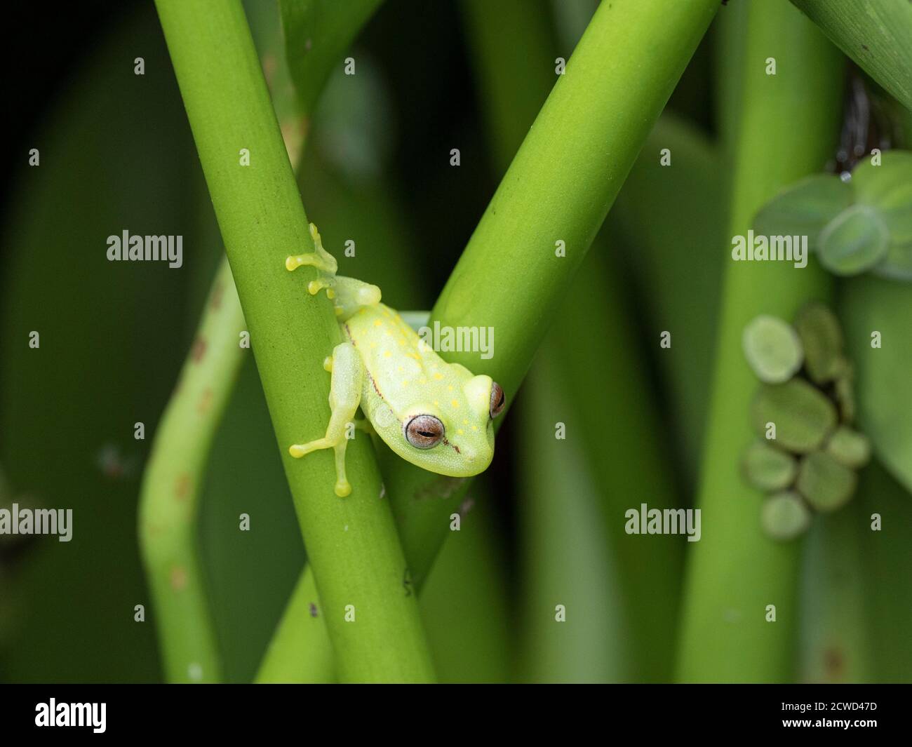 Polkadot hi-res stock photography and images - Alamy