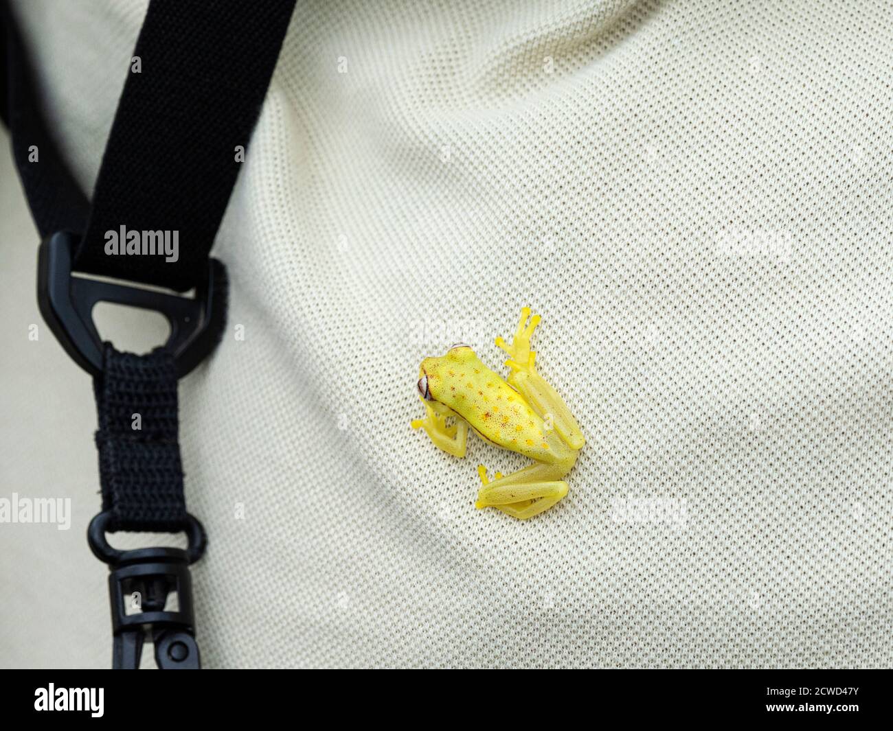 Common polkadot tree frog hi-res stock photography and images - Alamy