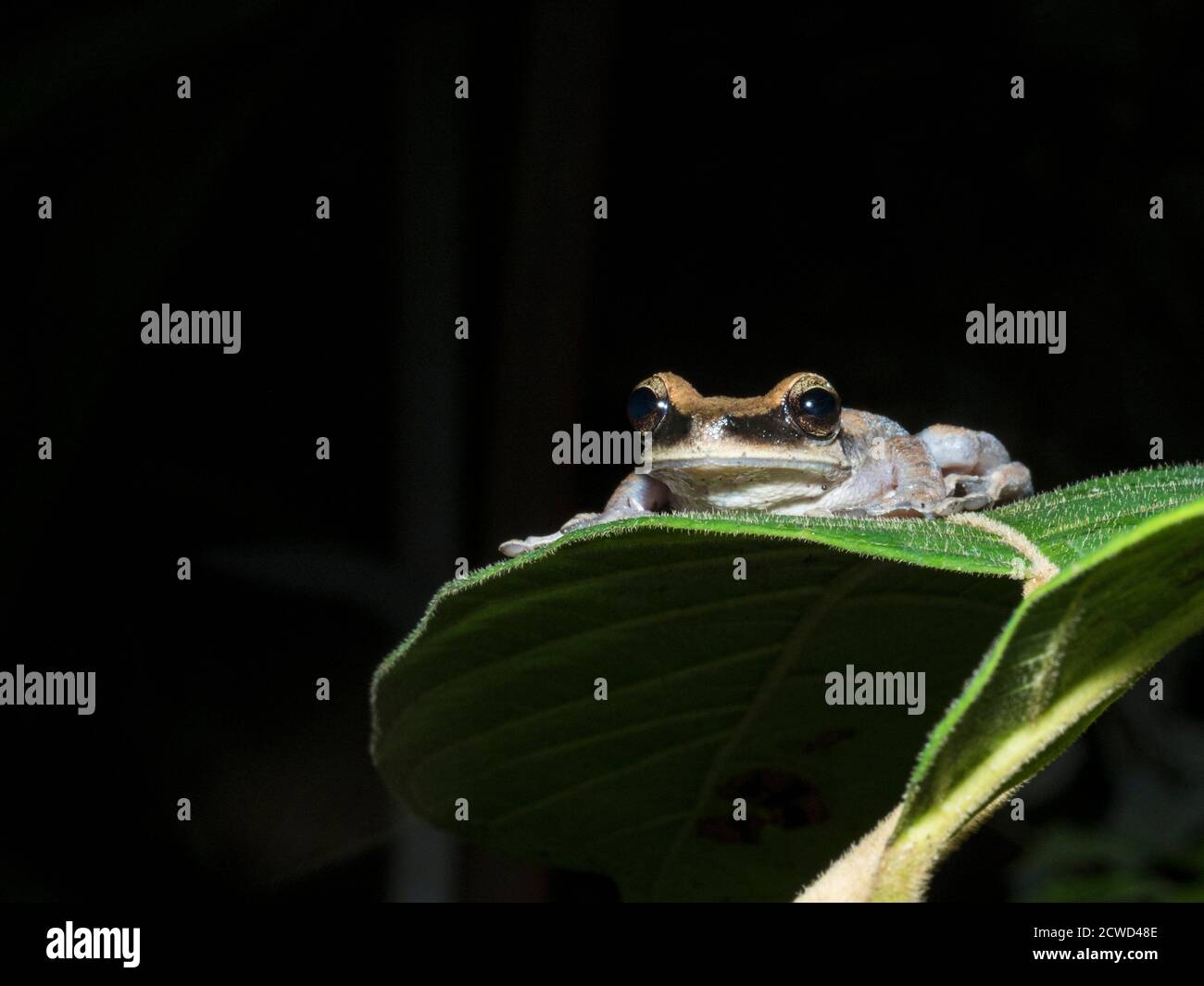 Chaco tree frog hi-res stock photography and images - Alamy