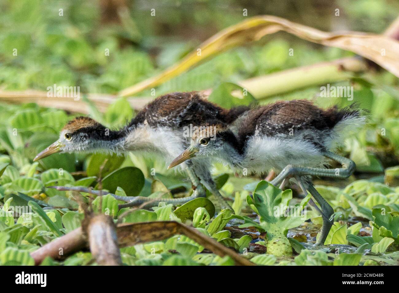 Wattled jacana chicks, Jacana jacana, foraging in water plants ...