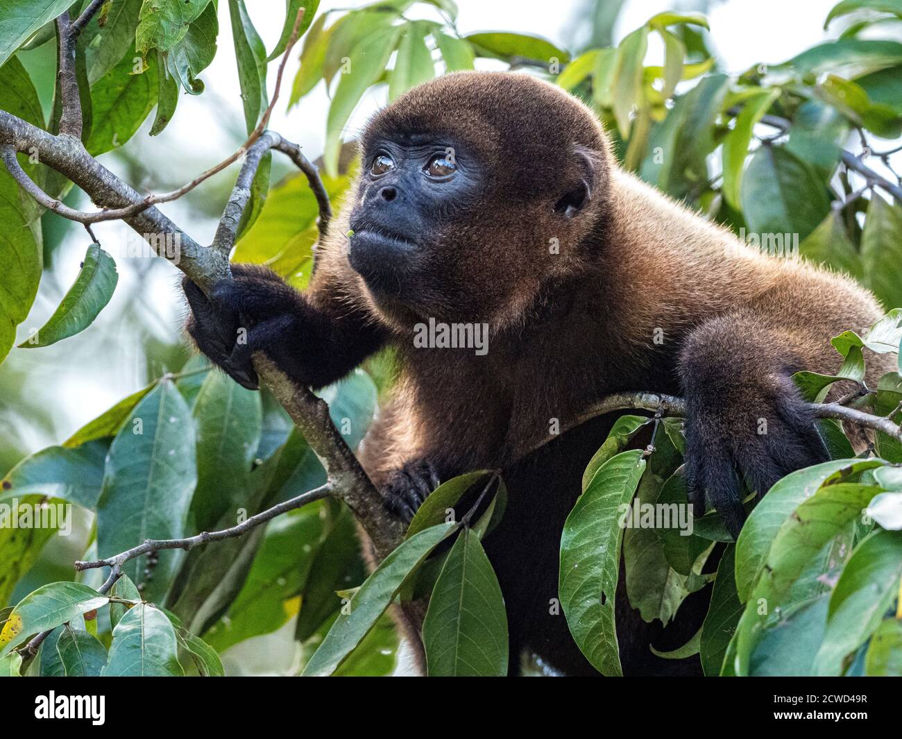 An adult common woolly monkey, Lagothrix lagothricha, in the trees ...
