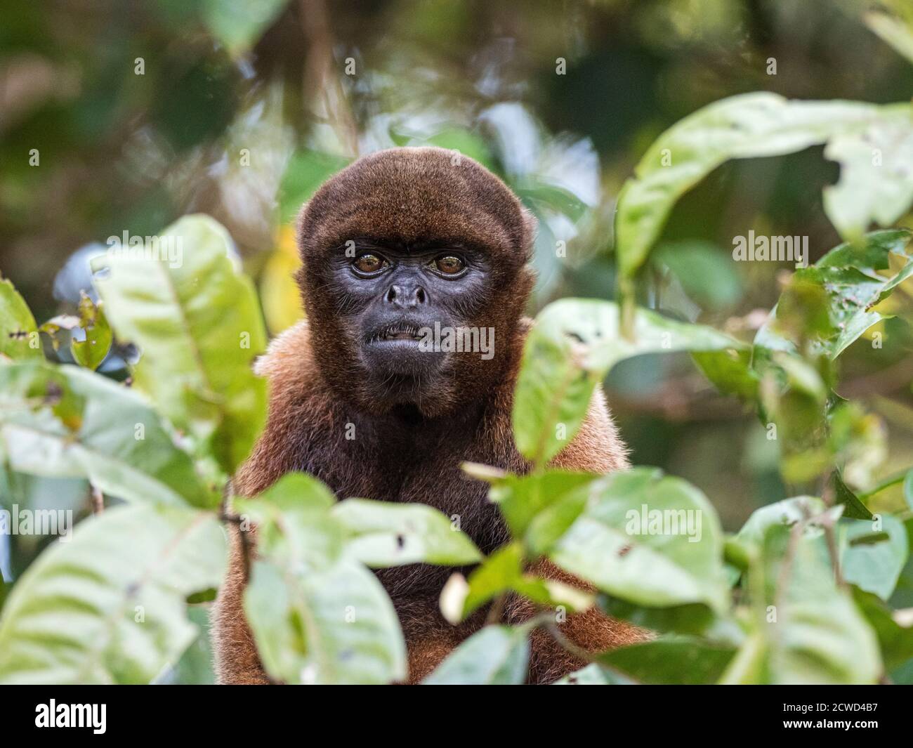 An adult common woolly monkey, Lagothrix lagothricha, in the trees ...