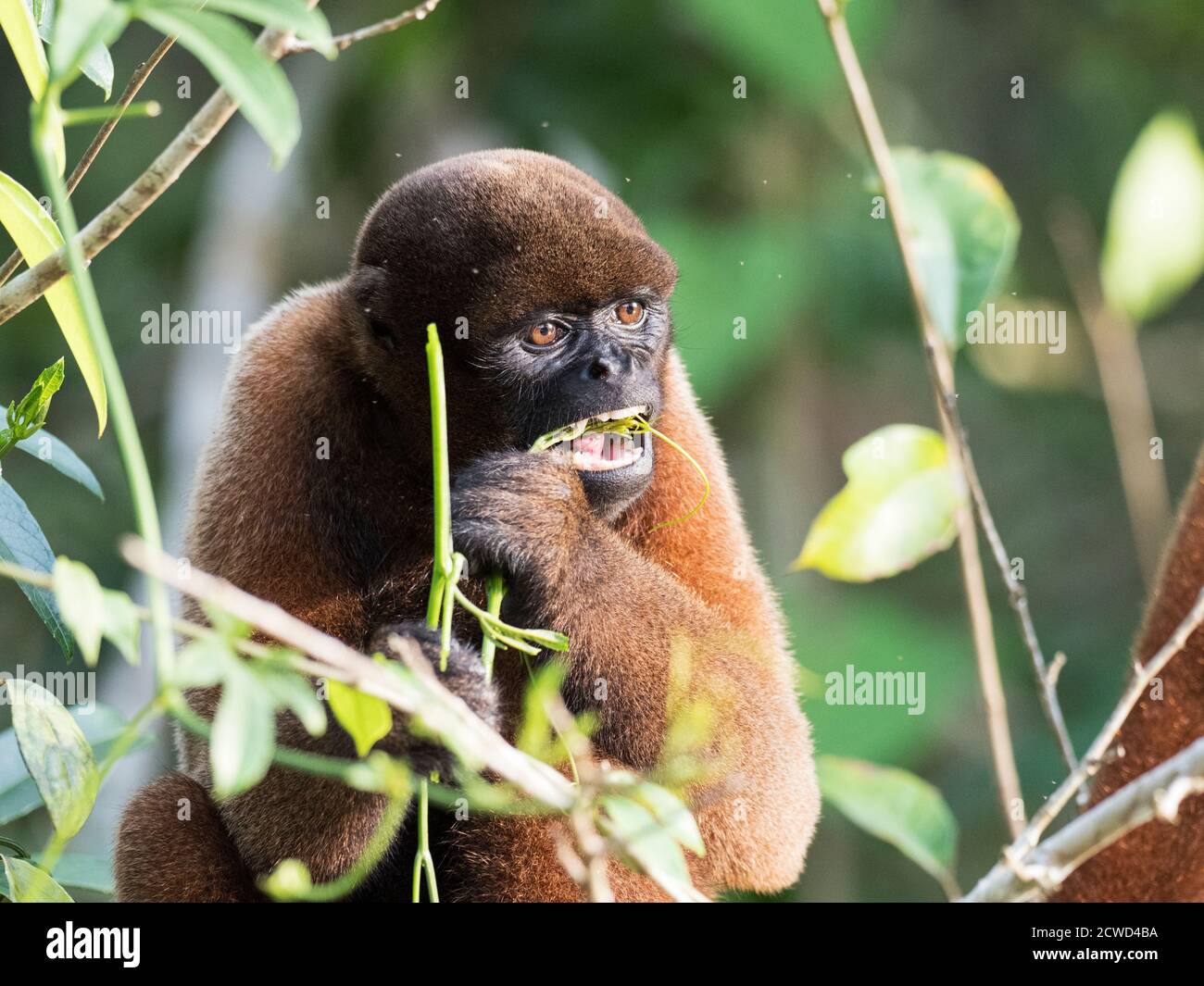 Common woolly monkey hi-res stock photography and images - Alamy