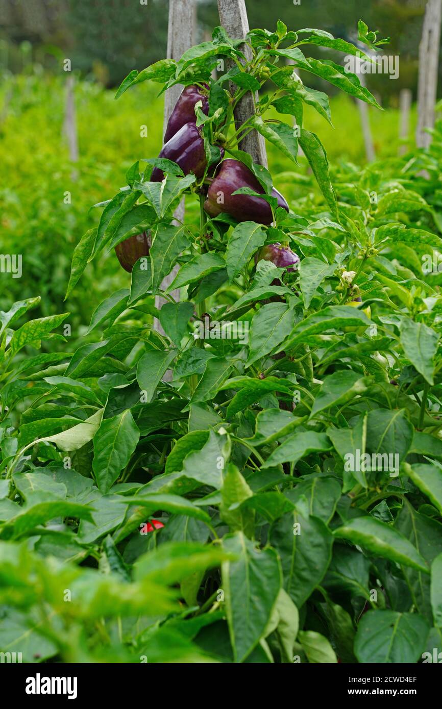 Purple sweet bell peppers growing in the vegetable garden Stock Photo ...