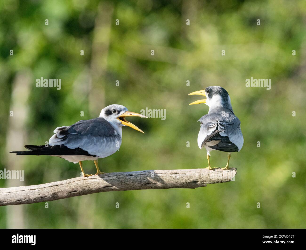 Phaethusa hi-res stock photography and images - Alamy