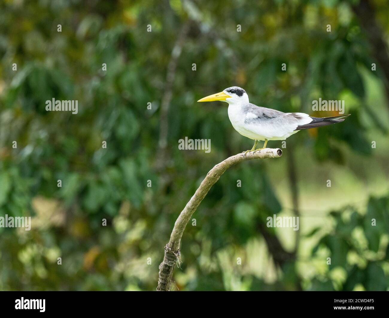 Large-billed tern, Phaethusa simplex, perched on Yanayacu Lake, Pacaya ...