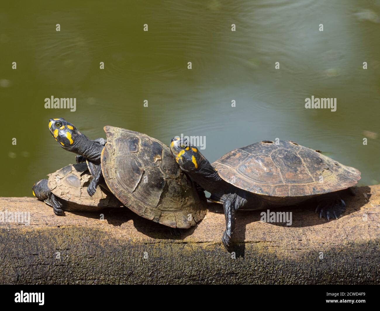 Yellow-spotted river turtles, Podocnemis unifilis, on display at the ...