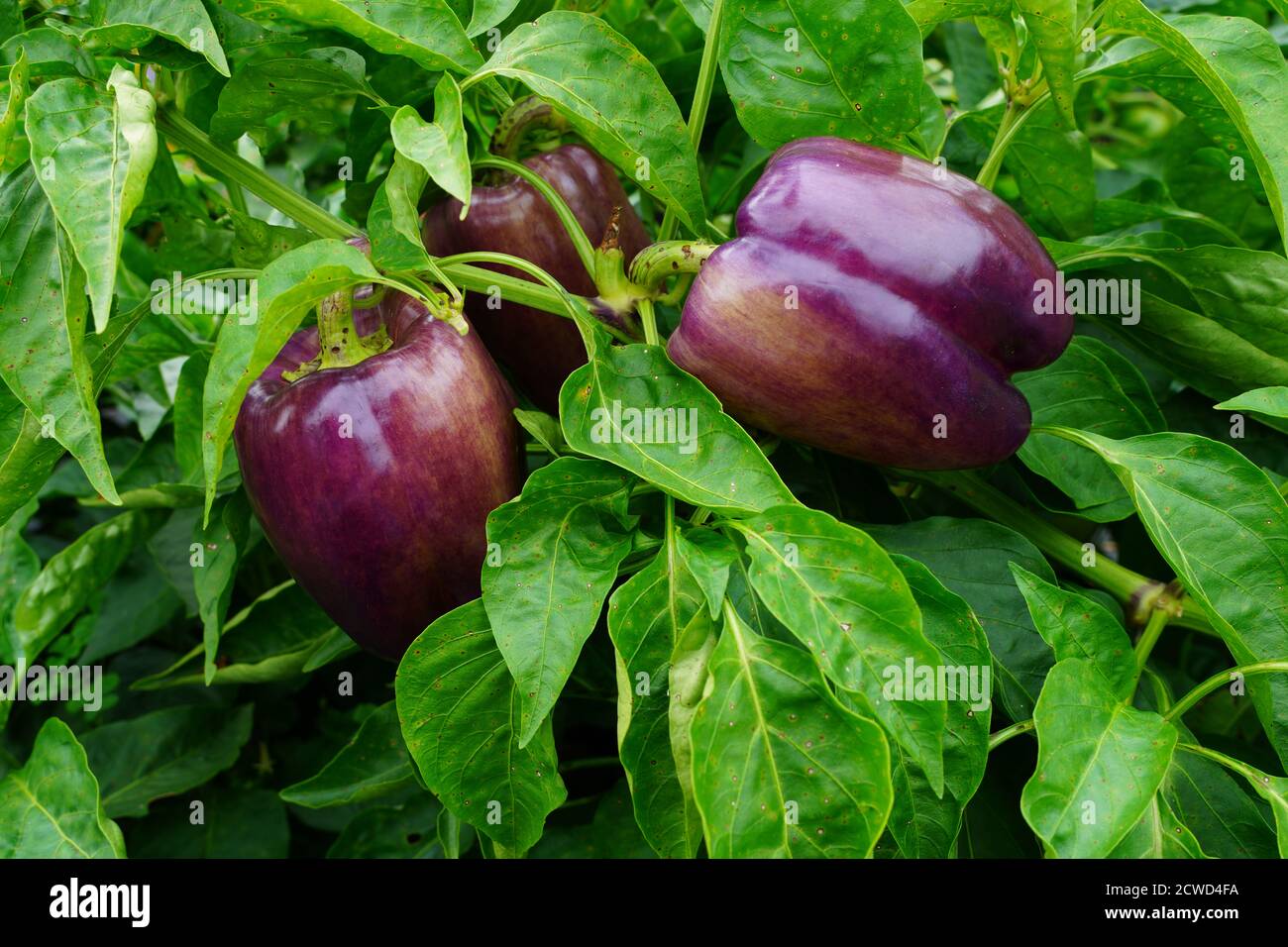 Purple sweet bell peppers growing in the vegetable garden Stock Photo ...