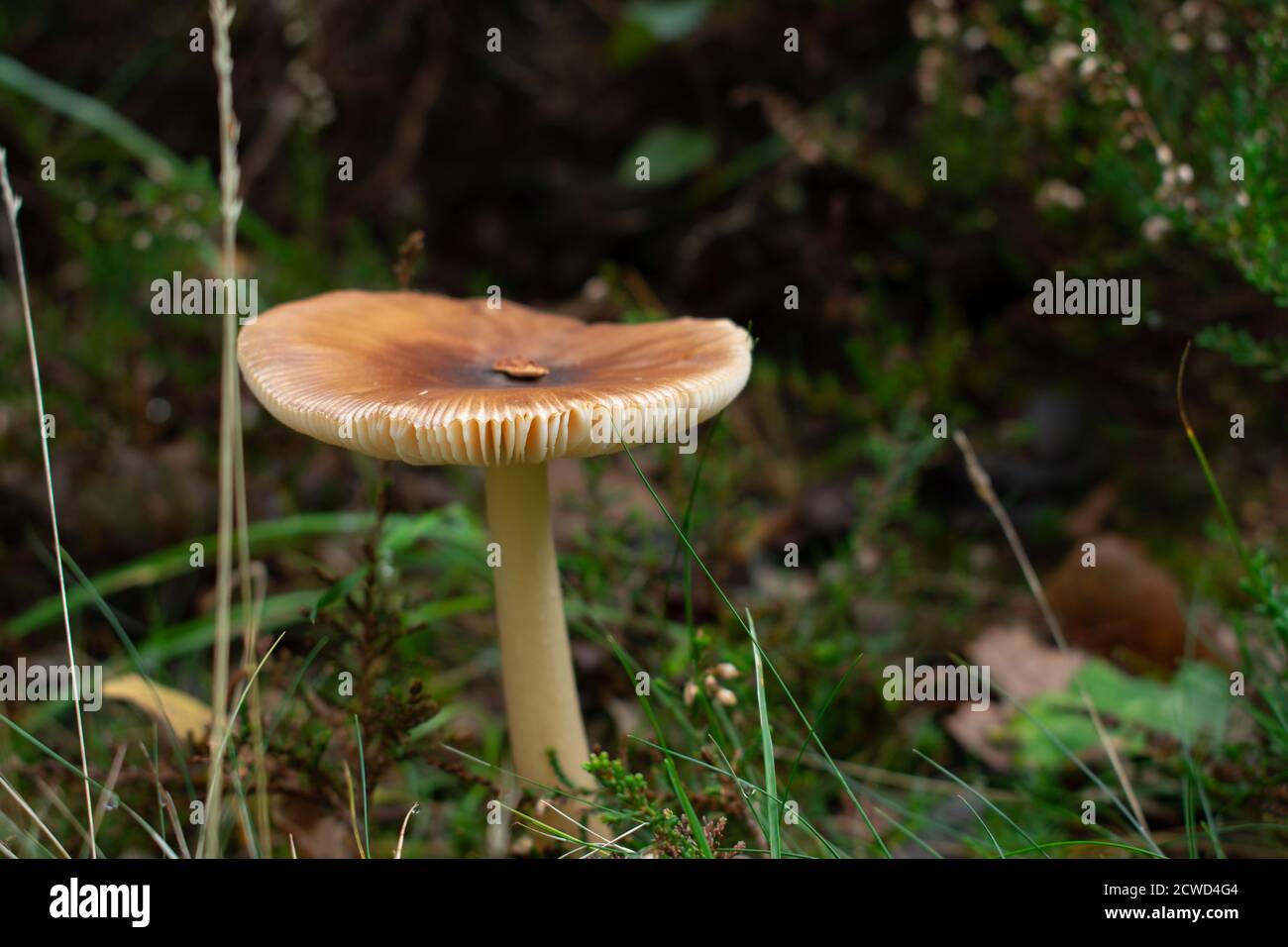 Mushroom bloom hi-res stock photography and images - Alamy