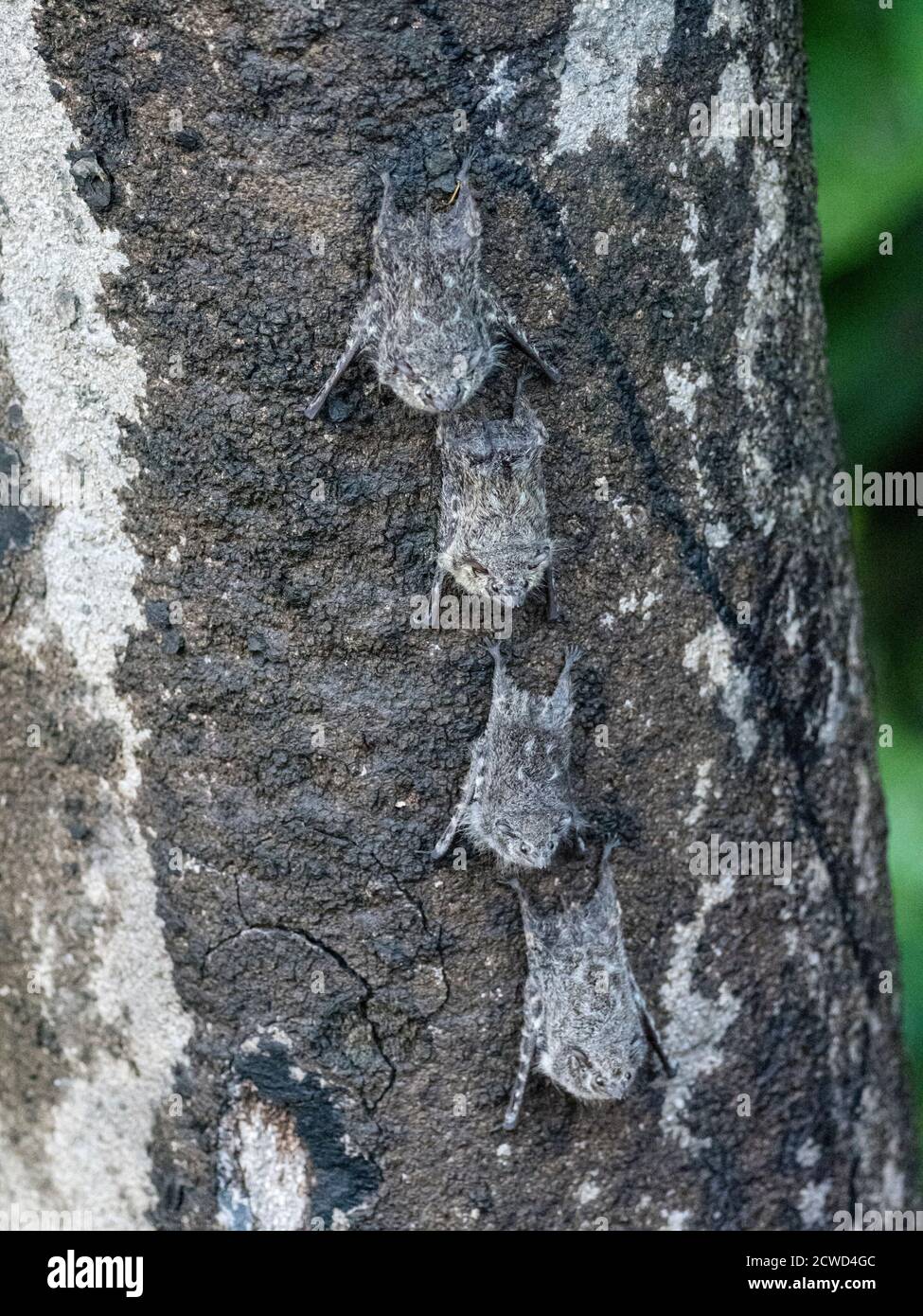 Adult proboscis bats, Rhynchonycteris naso, resting during the day on ...
