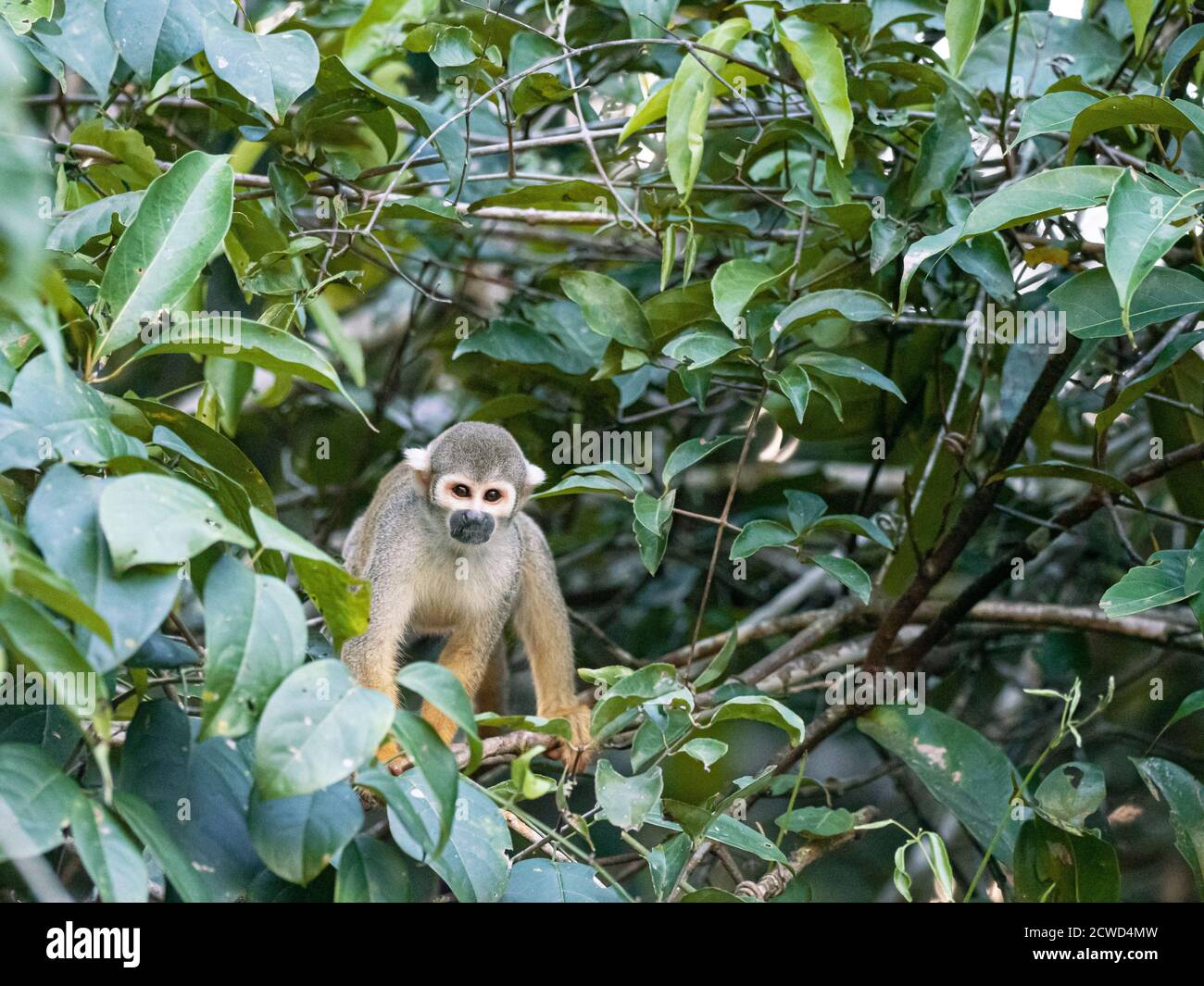 Adult common squirrel monkey, Saimiri sciureus, Nauta Caño, Amazon ...