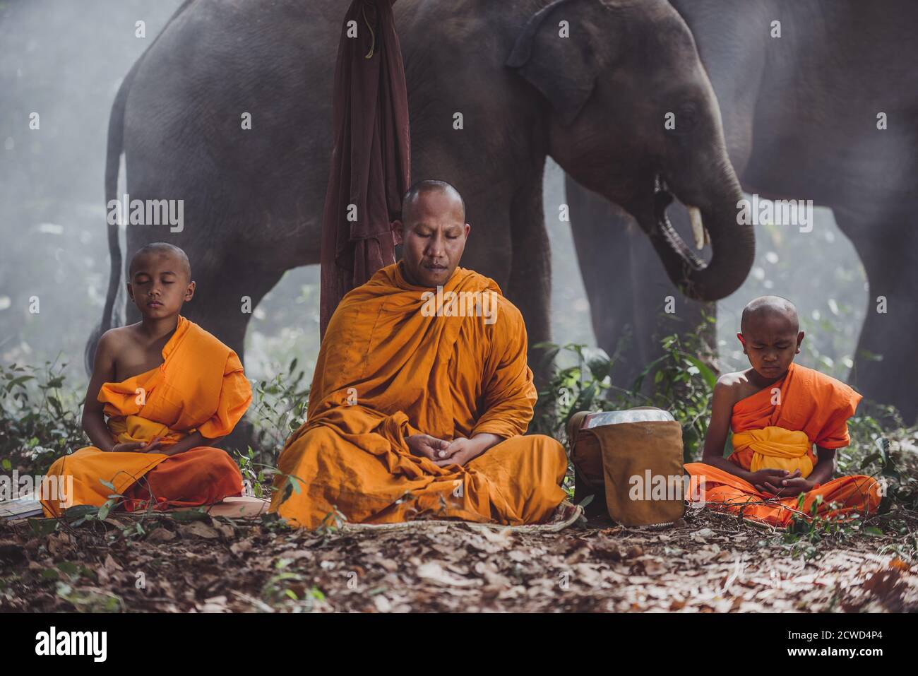 Thai monks walking in the jungle with elephants Stock Photo - Alamy
