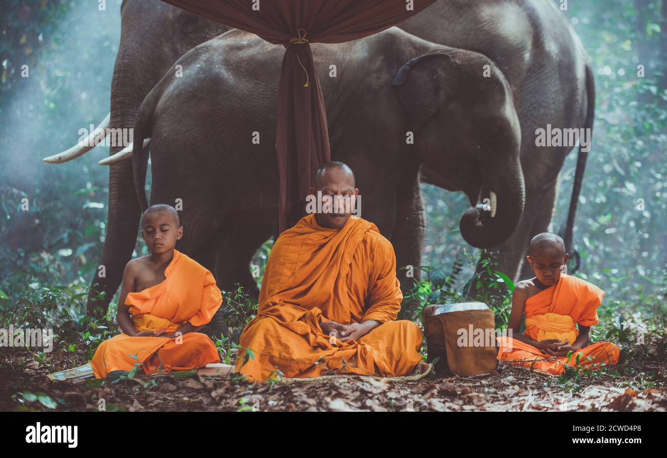 Thai monks walking in the jungle with elephants Stock Photo - Alamy