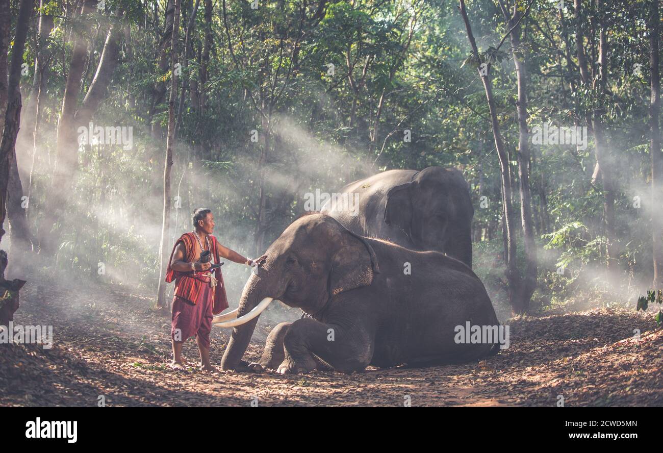 thai shepherds in the jungle with elephants. Historic lifestyle moments ...