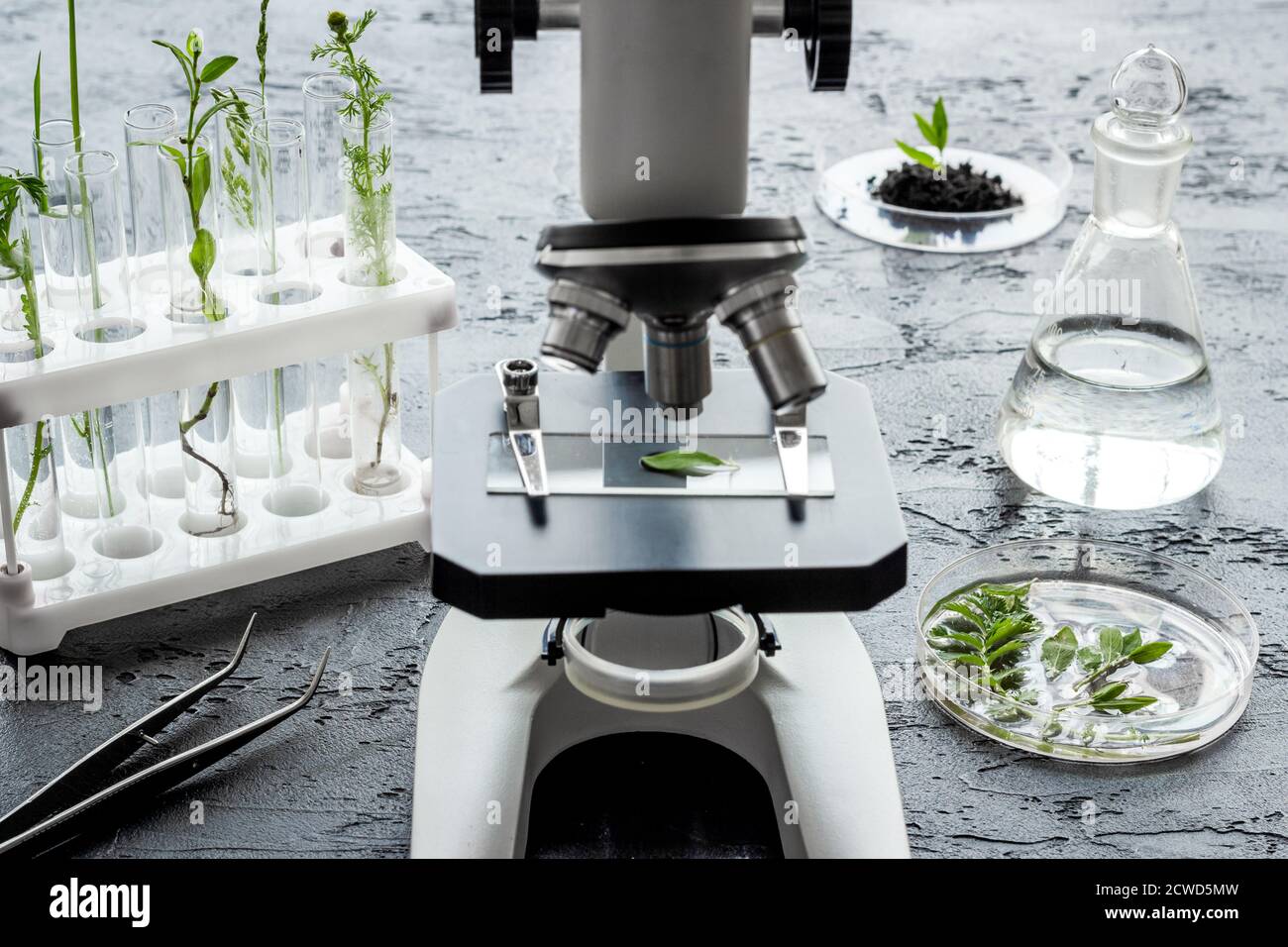 Testing plants and soil in biological laboratory Stock Photo - Alamy