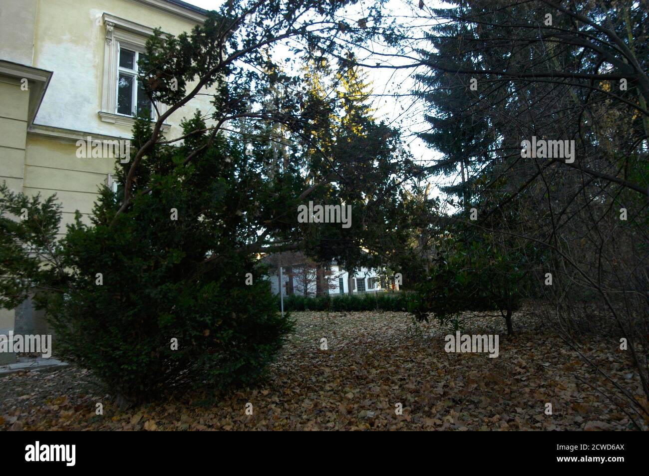 plant cut and ornamental shrub in a garden, garden design Stock Photo ...