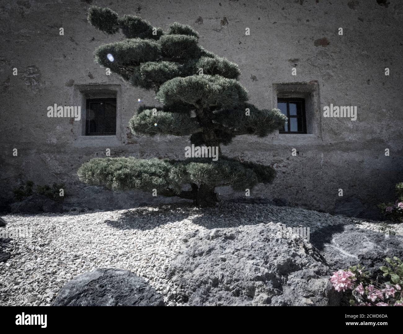 plant cut and ornamental shrub in a garden, garden design Stock Photo ...