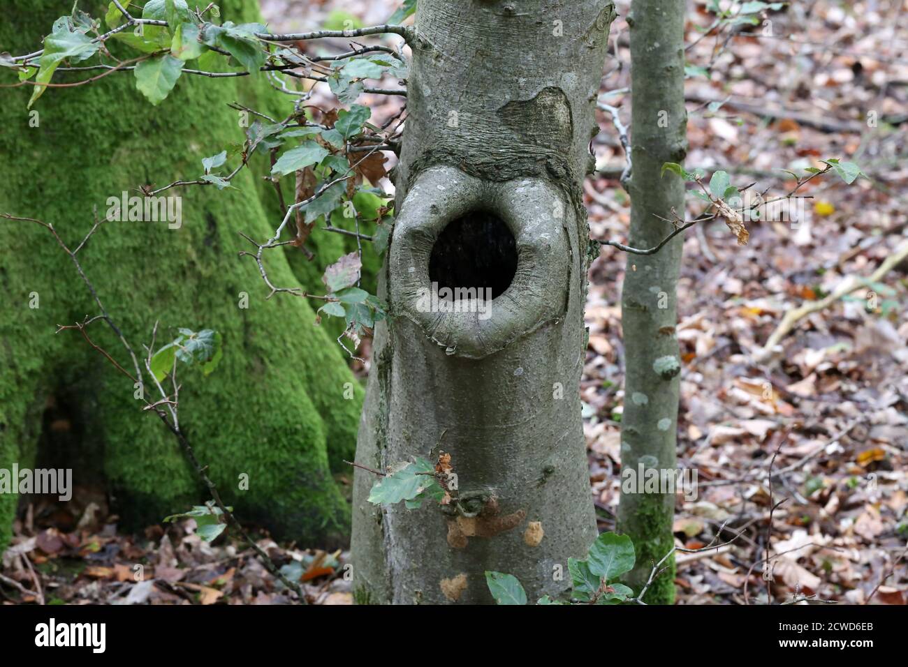 Closeup of a hollow in the trunk of a tree in a forest at daytime Stock ...