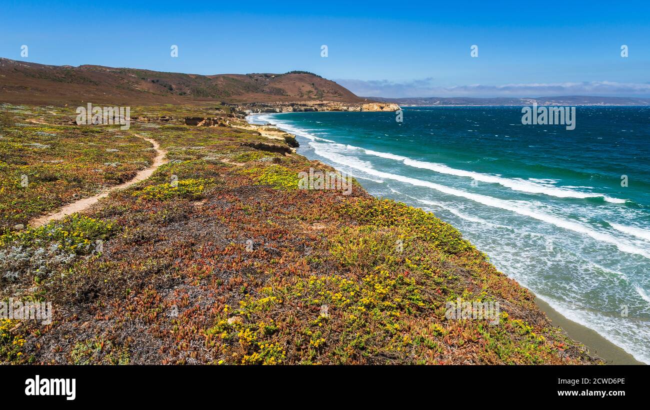 Colorful groundcover on the Skunk Point Trail, Santa Rosa Island ...