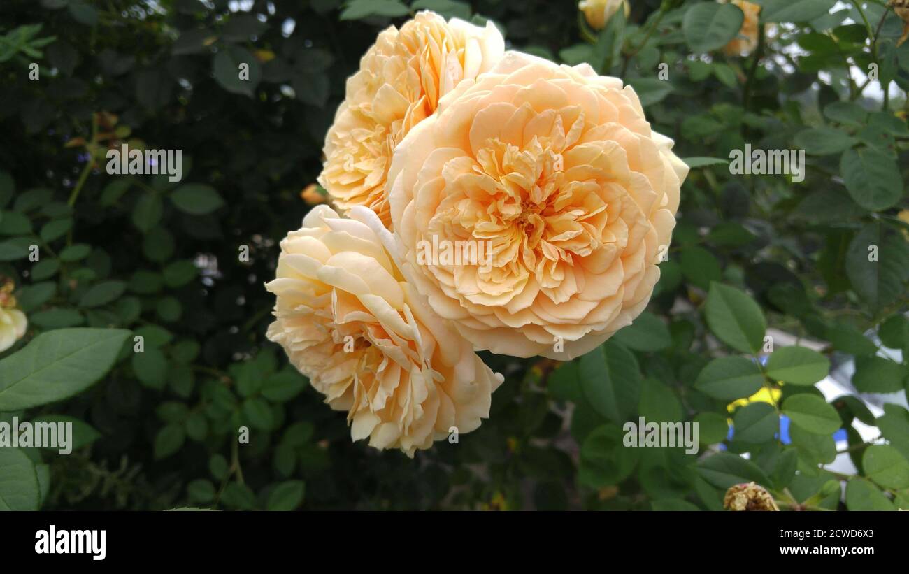 Closeup shot of blooming light orange flowers in the greenery Stock ...