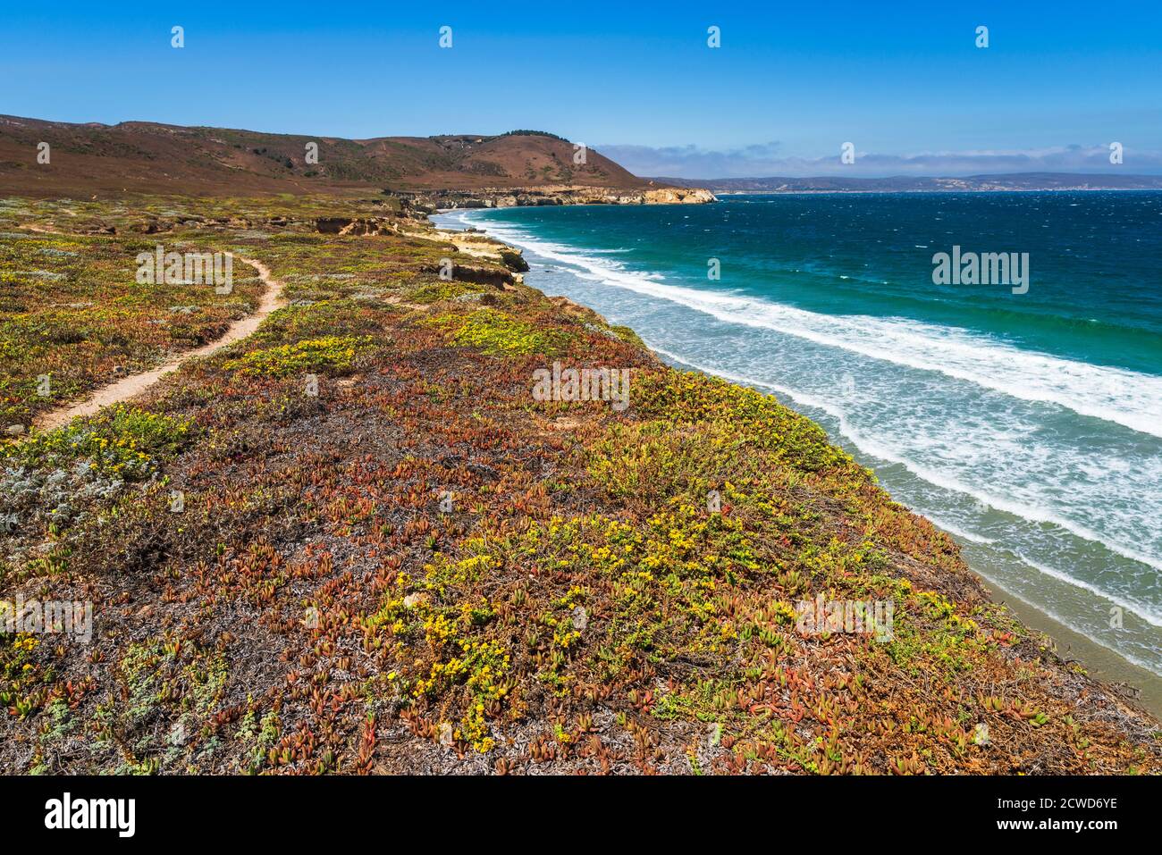 Colorful groundcover on the Skunk Point Trail, Santa Rosa Island ...