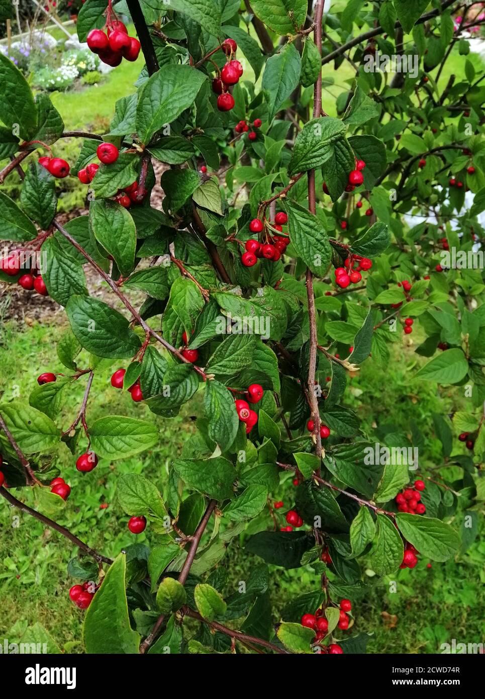 Vertical shot of Nanking cherry tree with red fruits Stock Photo - Alamy