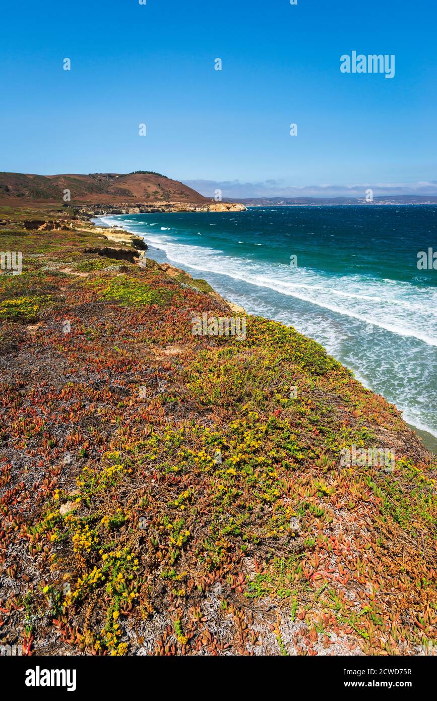 Colorful groundcover at Skunk Point, Santa Rosa Island, Channel Islands ...