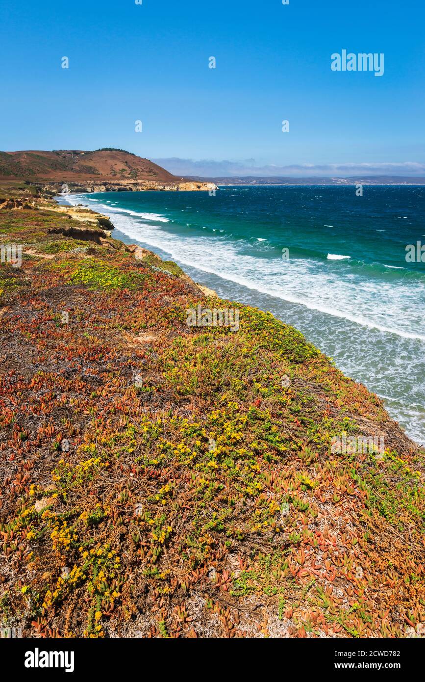 Colorful groundcover at Skunk Point, Santa Rosa Island, Channel Islands ...