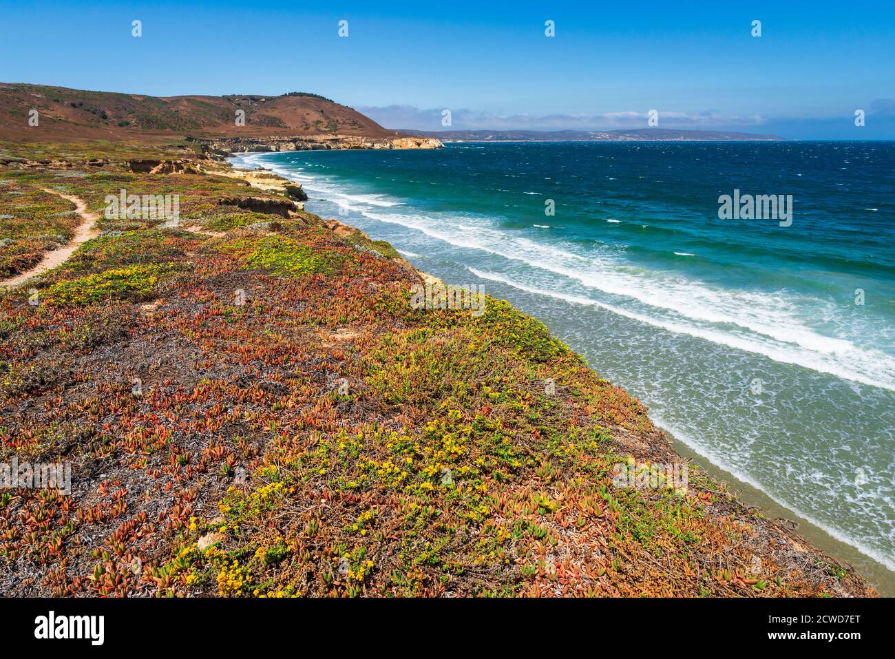 Colorful groundcover on the Skunk Point Trail, Santa Rosa Island ...