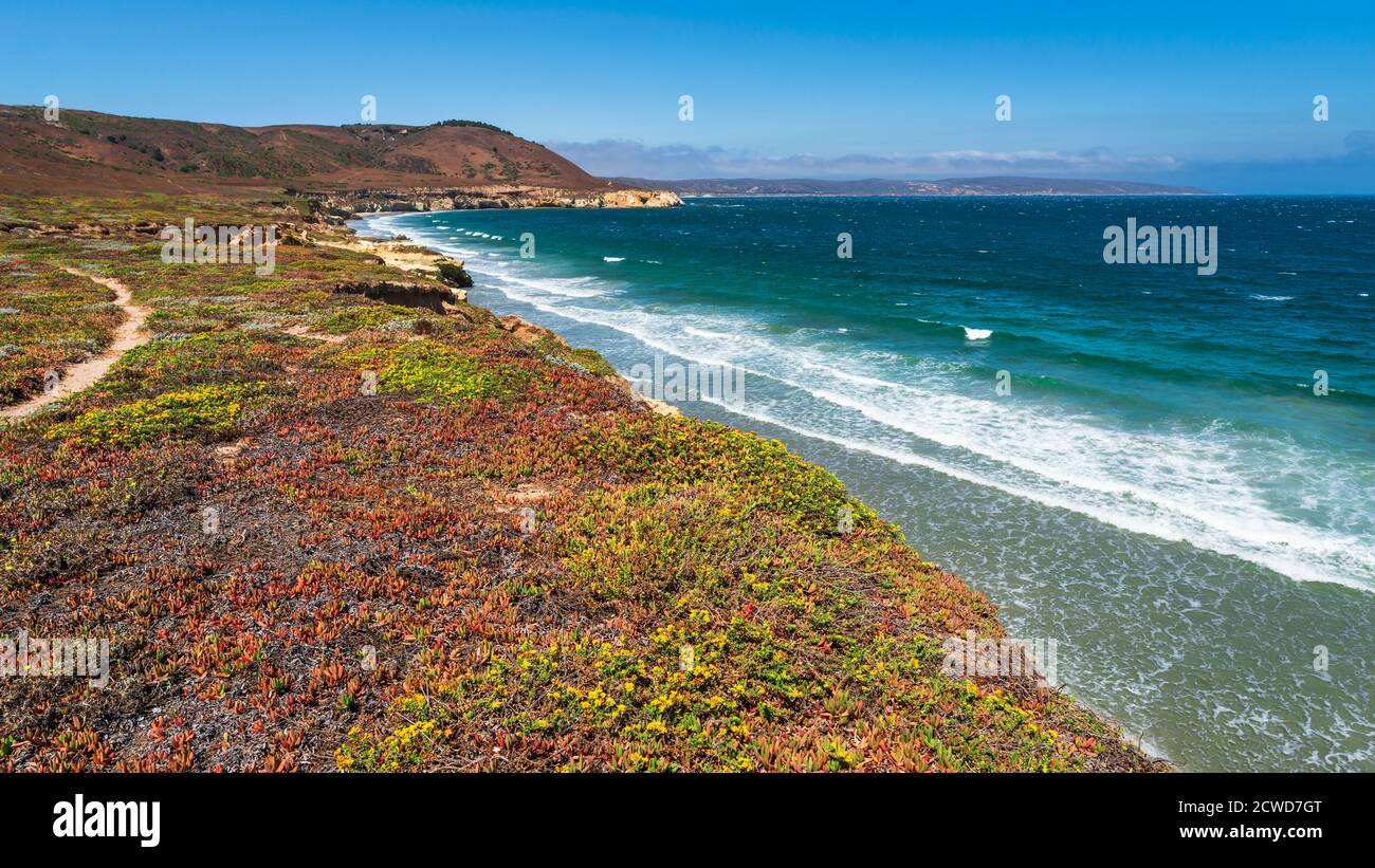 Colorful groundcover on the Skunk Point Trail, Santa Rosa Island ...