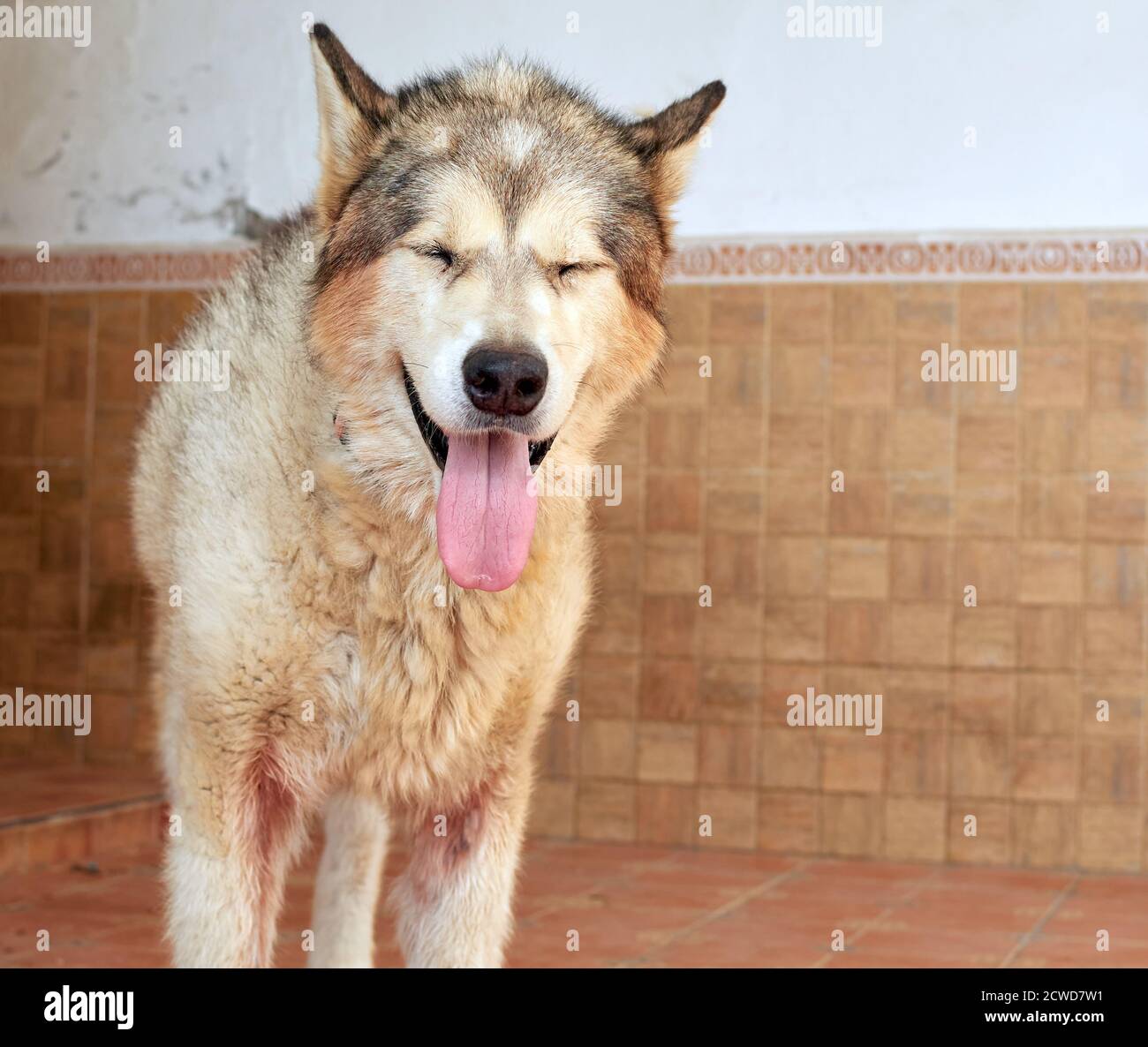 Closeup shot of a playful Siberian husky with its tongue out Stock ...